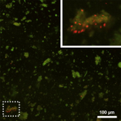 Publications – Daniel Siegwart Laboratory at UT Southwestern Medical Center