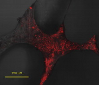 Publications – Daniel Siegwart Laboratory at UT Southwestern Medical Center