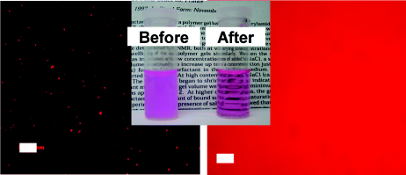Publications – Daniel Siegwart Laboratory at UT Southwestern Medical Center