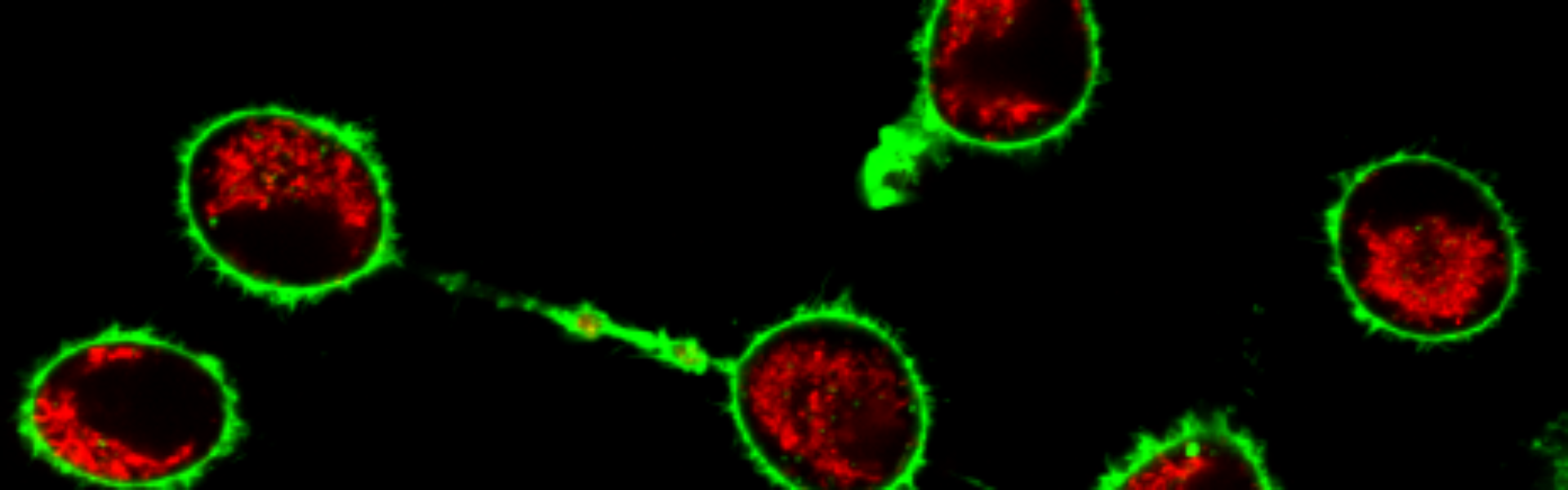 Publications – Daniel Siegwart Laboratory at UT Southwestern Medical Center