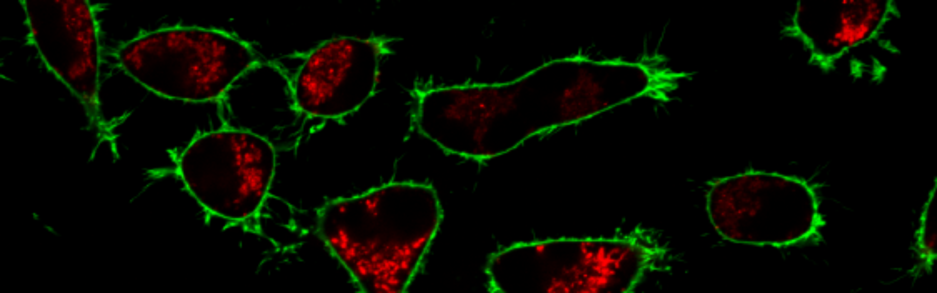 Contact – Daniel Siegwart Laboratory at UT Southwestern Medical Center